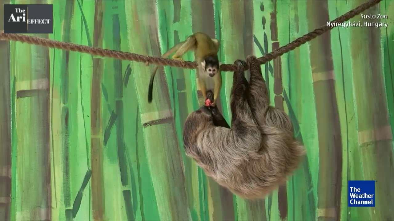 Like Taking Candy From a Sloth - Videos from The Weather Channel