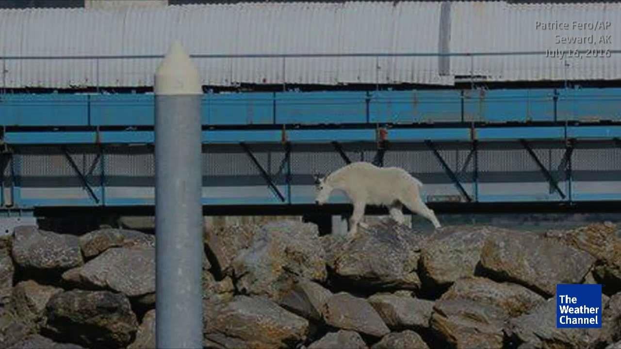 Drowning Offers Lesson About Wild Animals - Videos from The Weather Channel