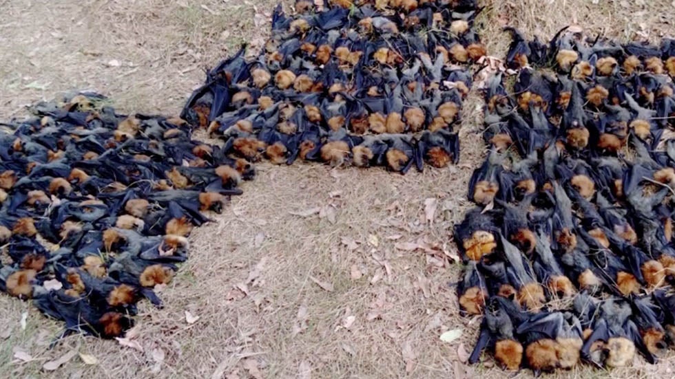 Australia Heat Killing Bats - Videos from The Weather Channel