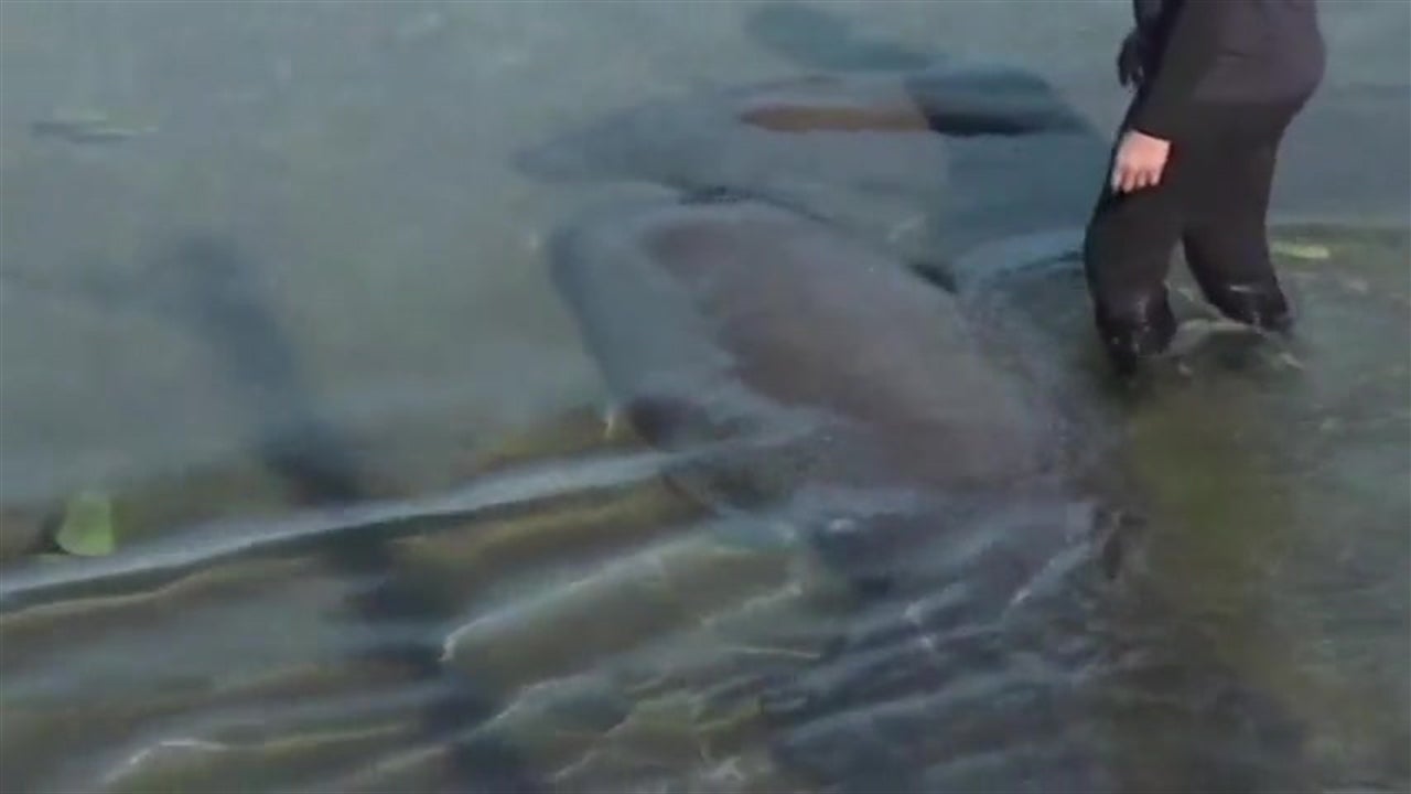 Vaca-Marinha volta ao mar - Videos from The Weather Channel