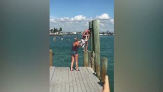 Woman Rescues Distressed Seagull on Florida Pier - Videos from The ...