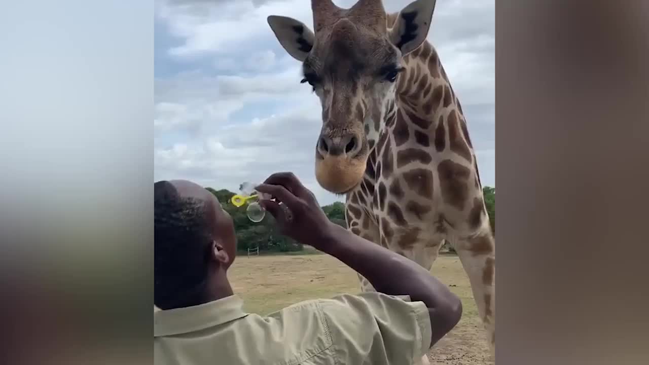 Australian Zoo Workers Blow Bubbles for Giraffes for First Time ...