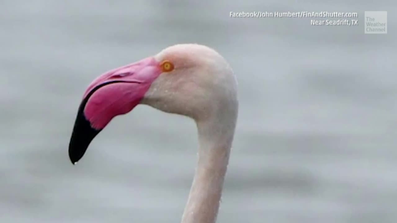 Missing Flamingo Spotted in Texas - Videos from The Weather Channel