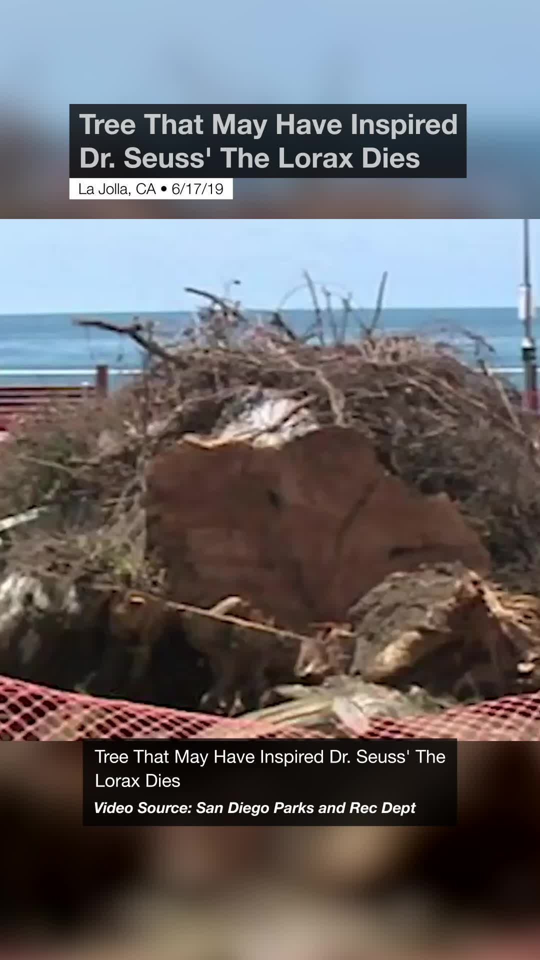 Tree That May Have Inspired Dr. Seuss' The Lorax Dies - Videos from The ...