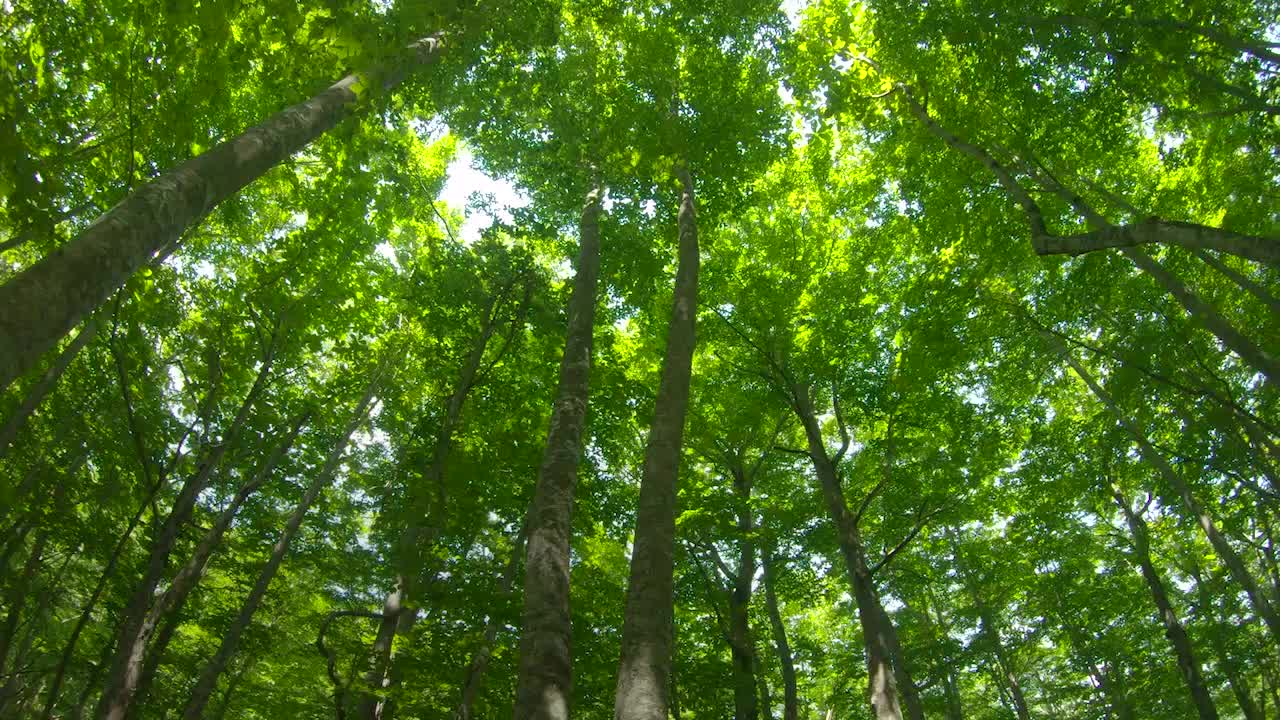 Scientists May Have Found Best Way to Fight Climate Change - Videos ...