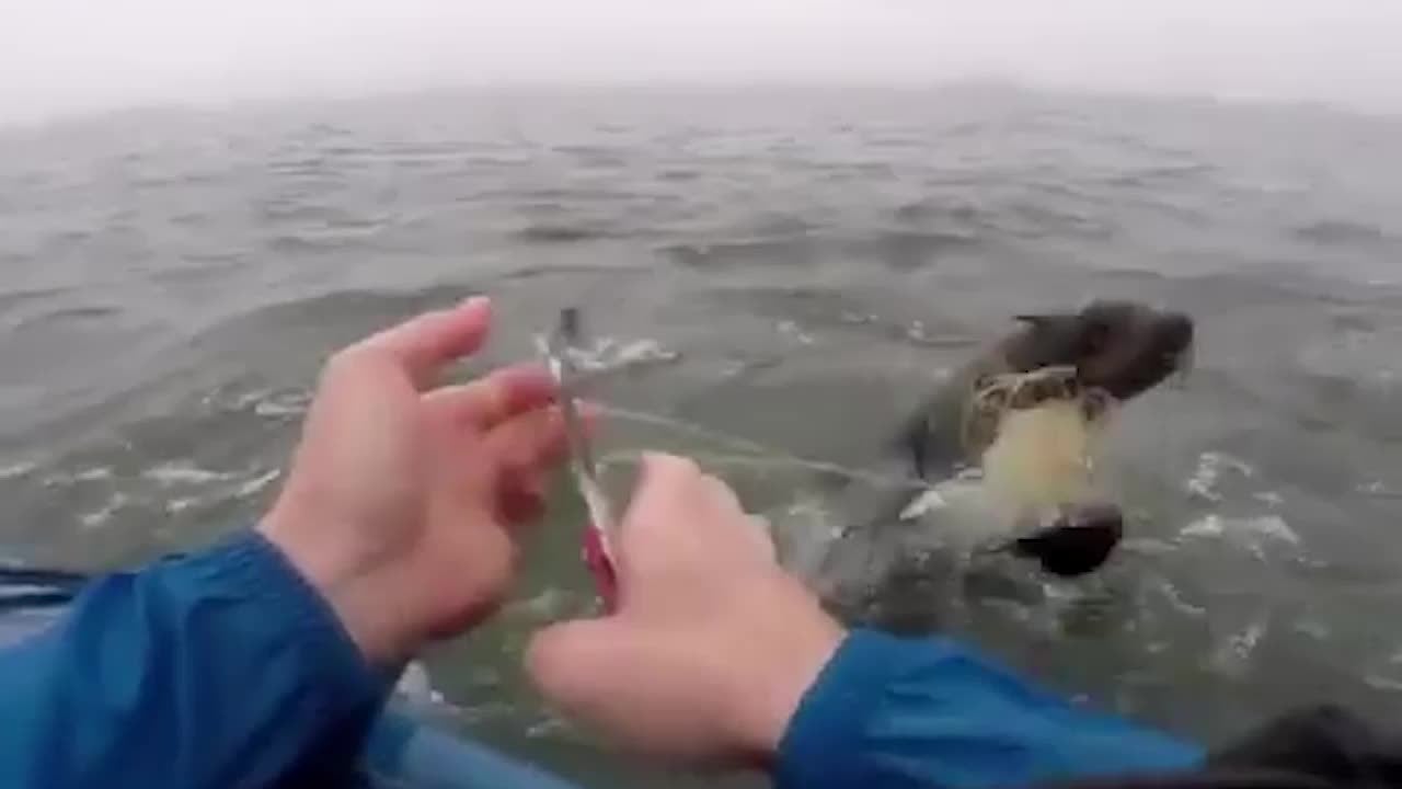 Heartbreaking Seal Rescue is Grim Reminder - Videos from The Weather ...