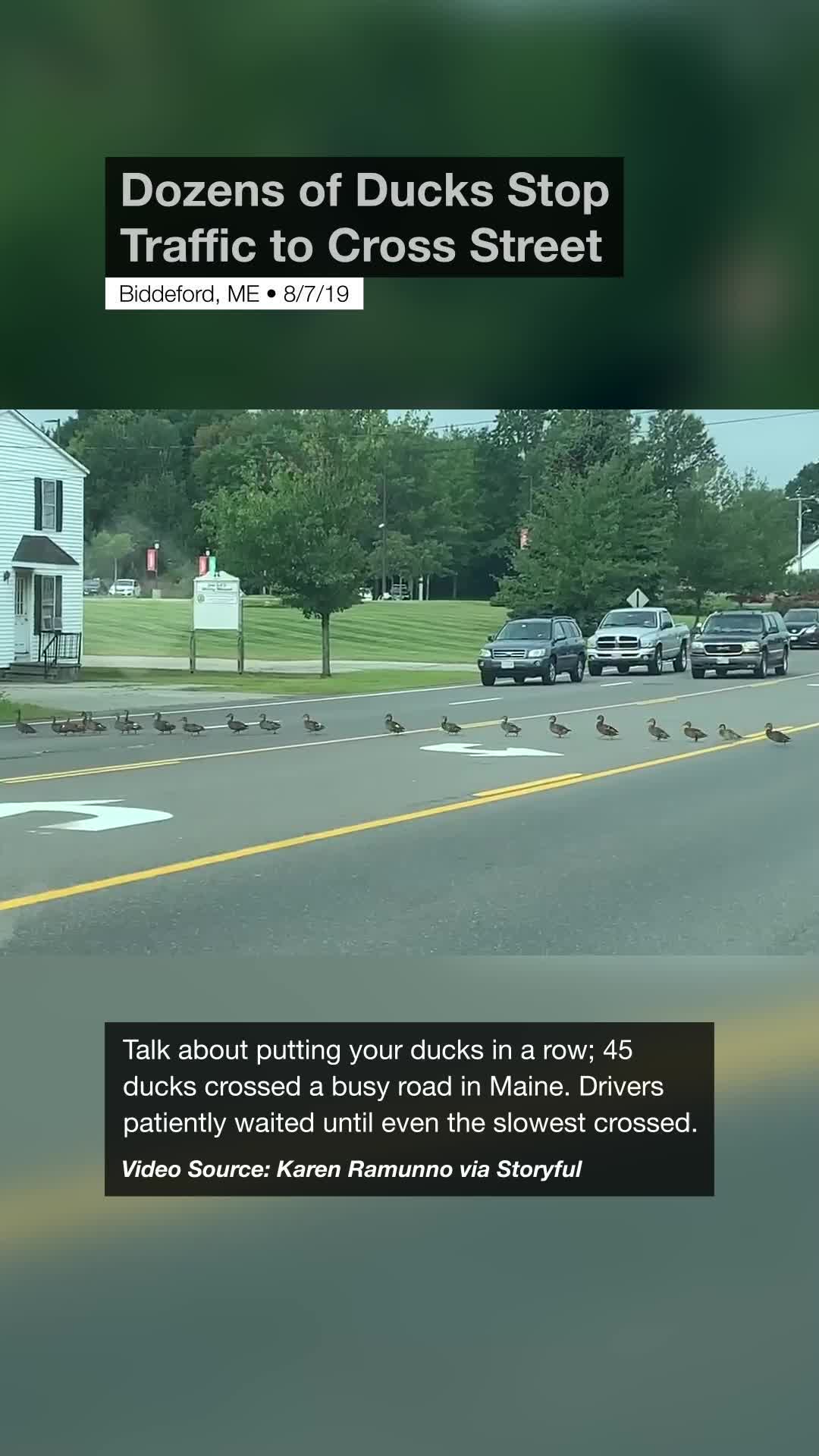 Dozens of Ducks Stop Traffic to Cross Street - Videos from The Weather ...