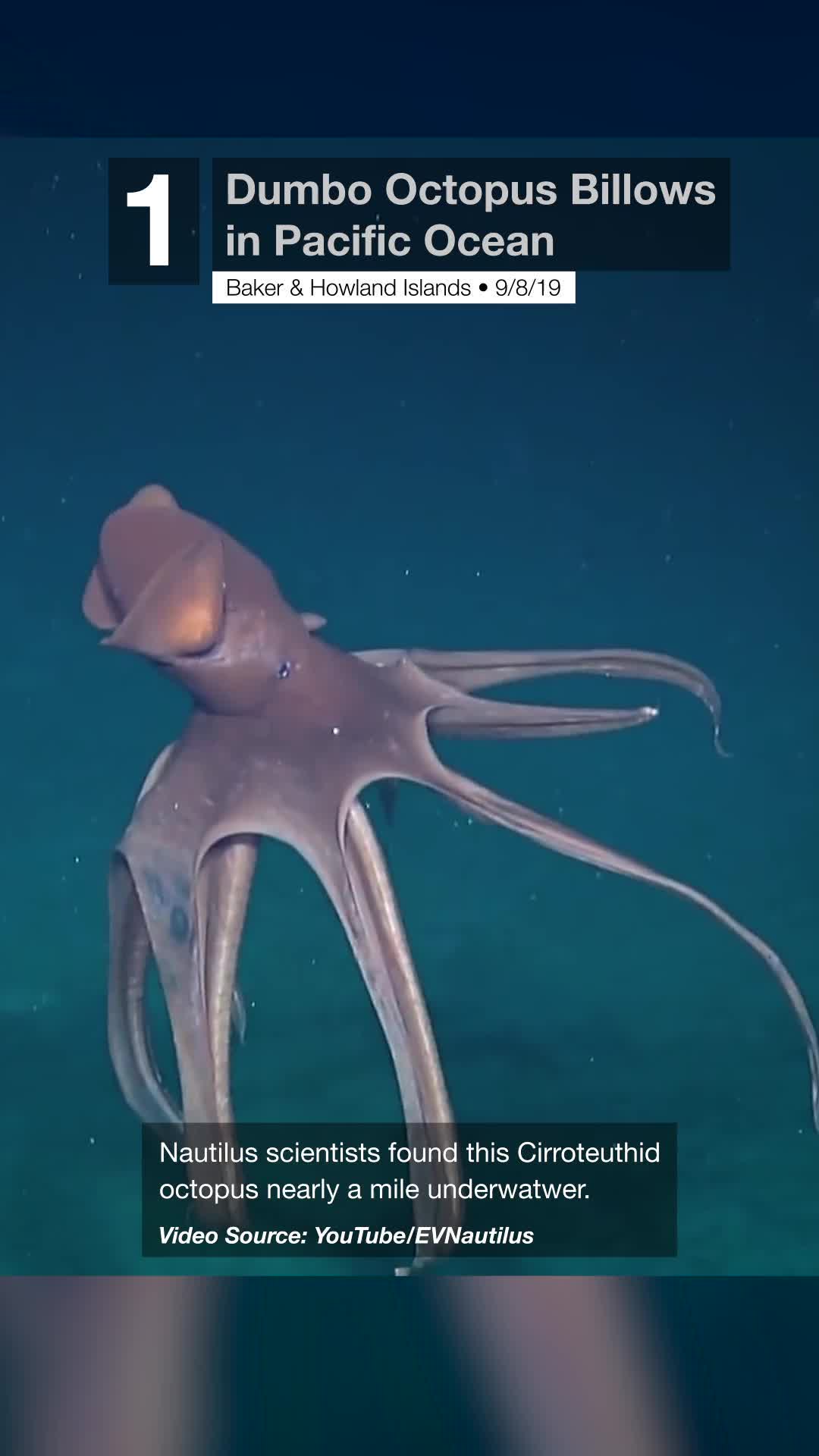 Dumbo Octopus Billows in Pacific Ocean - Videos from The Weather Channel