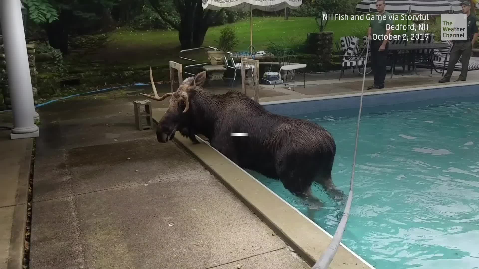 Moose Searches for Mate, Ends up All Wet - Videos from The Weather Channel