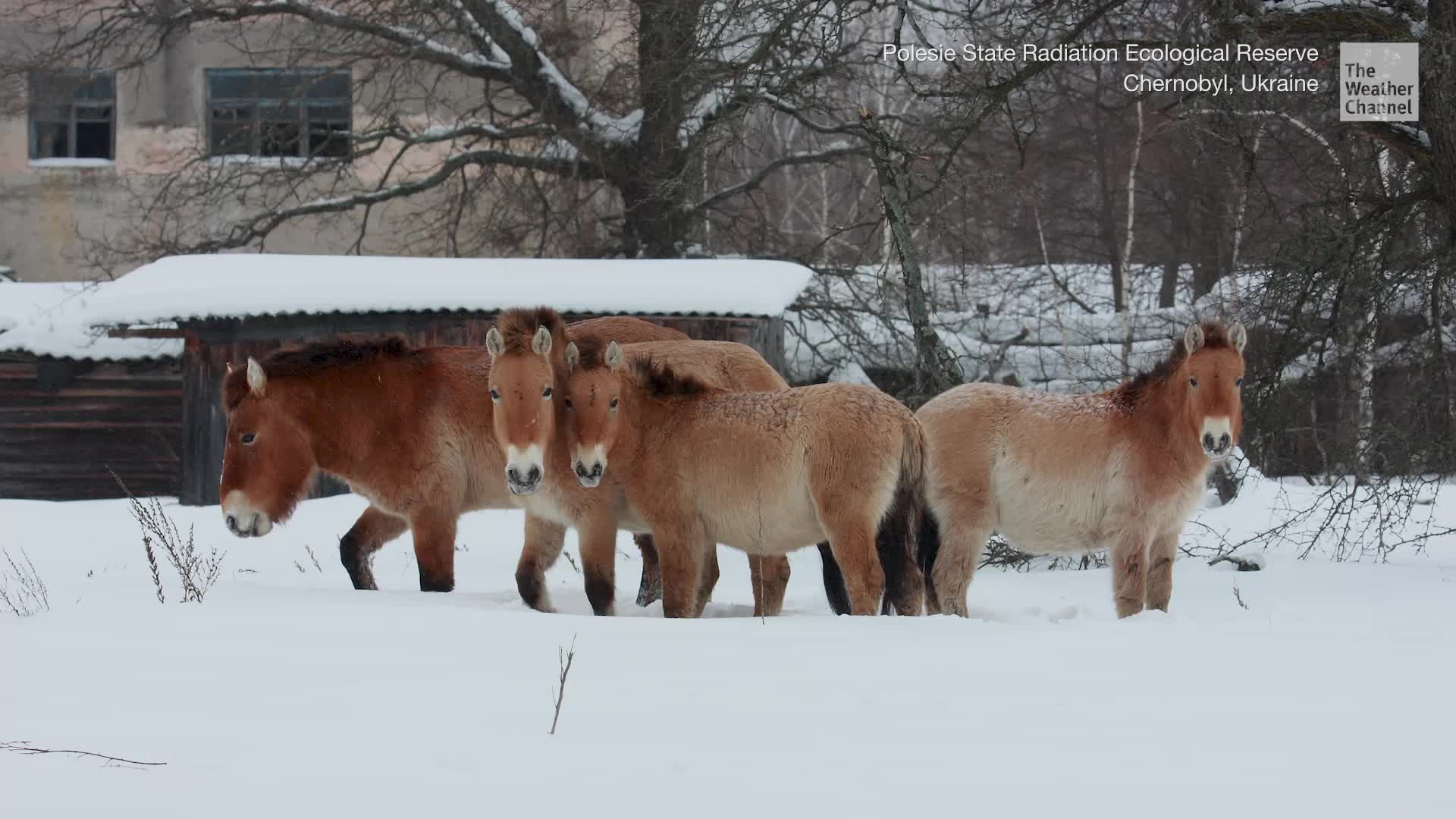 Can Chernobyl Villages Save Wild Horses? - Videos from The Weather Channel