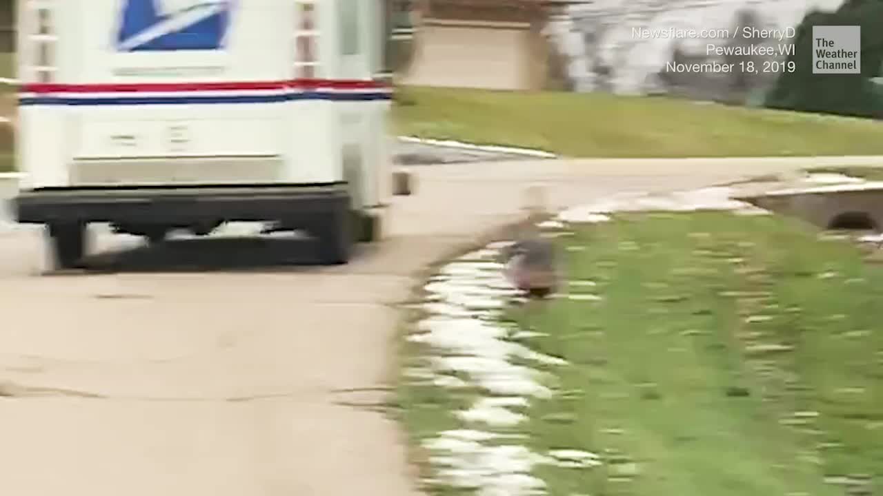 Territorial Turkey Stalks Mail Carrier - Videos from The Weather Channel
