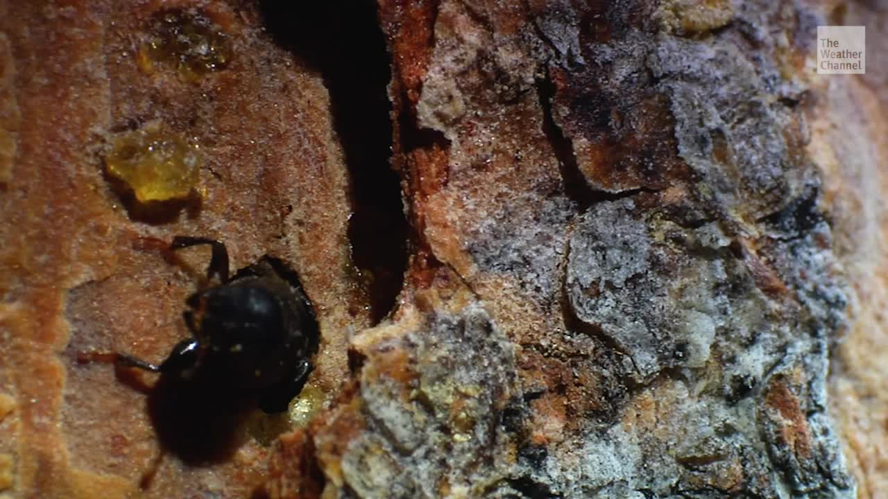 Tiny Bugs, Climate Change Killing Giant Sequoia Trees in California ...