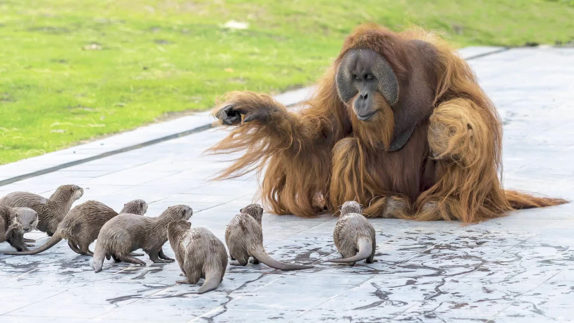 Los Orangutanes.