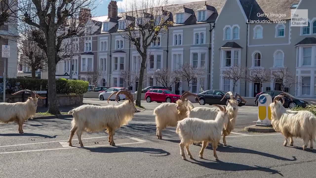 Coronavirus Lockdown Leads to Goat Invasion - Videos from The Weather ...