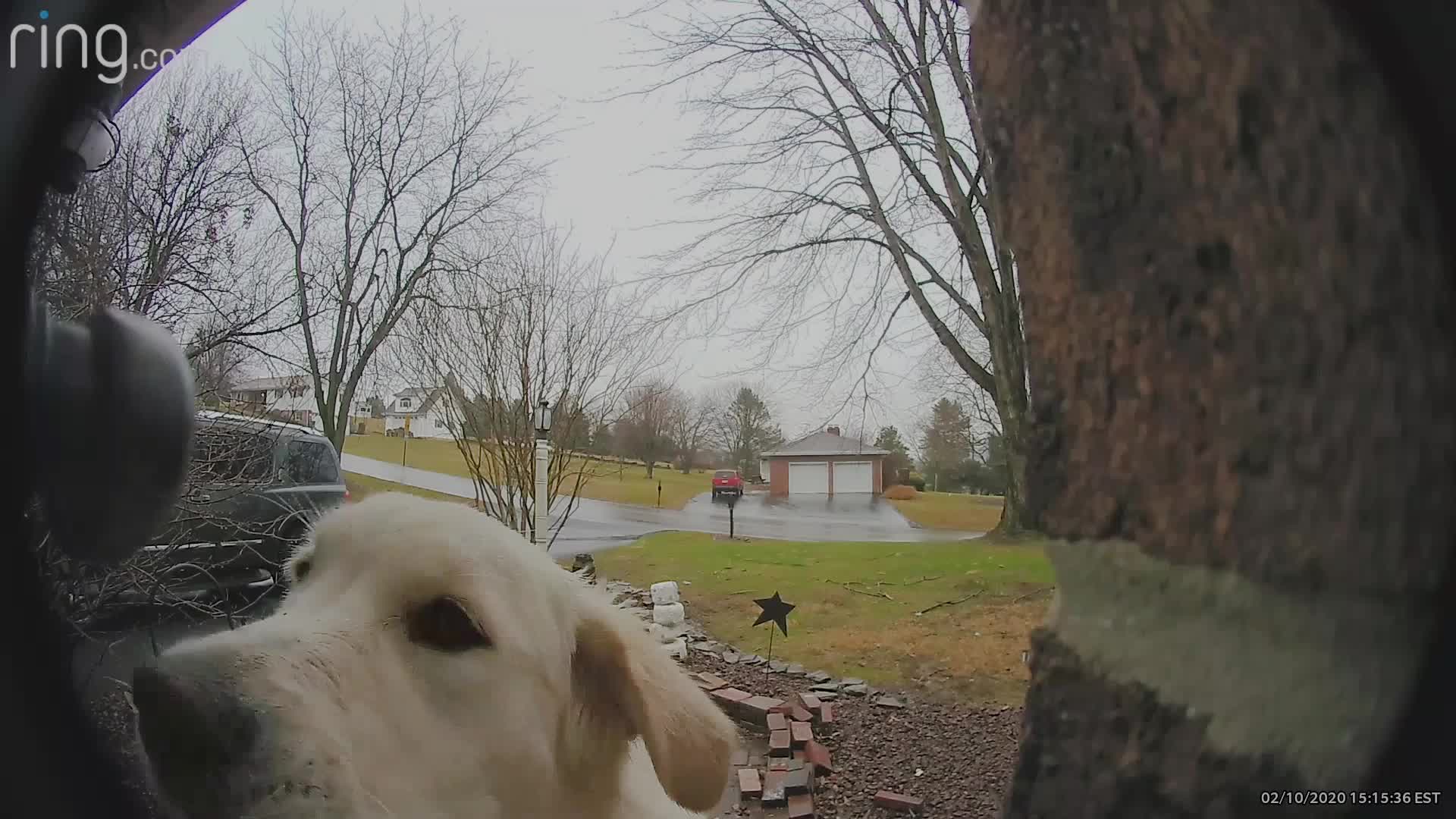 Smart Doggo Knows How to Ring the Doorbell - Videos from The Weather ...