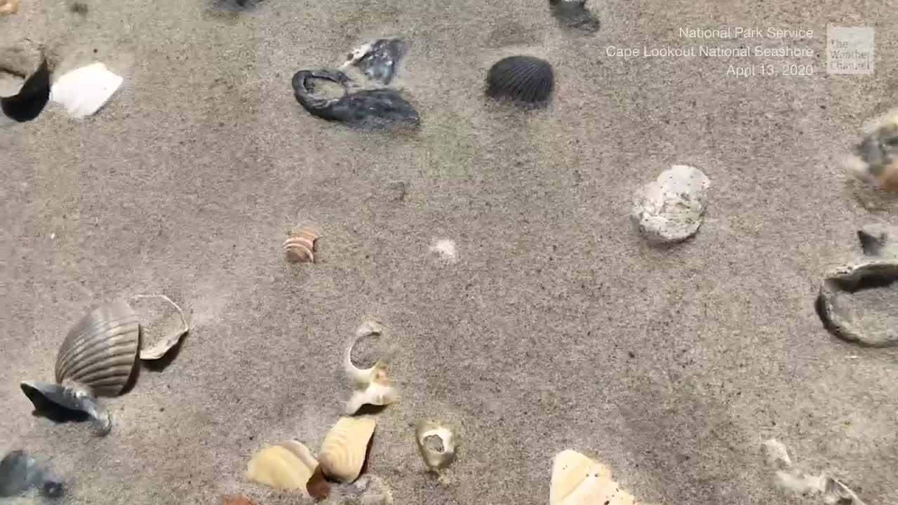Valuable Shells Pile Up on Empty Beaches - Videos from The Weather Channel