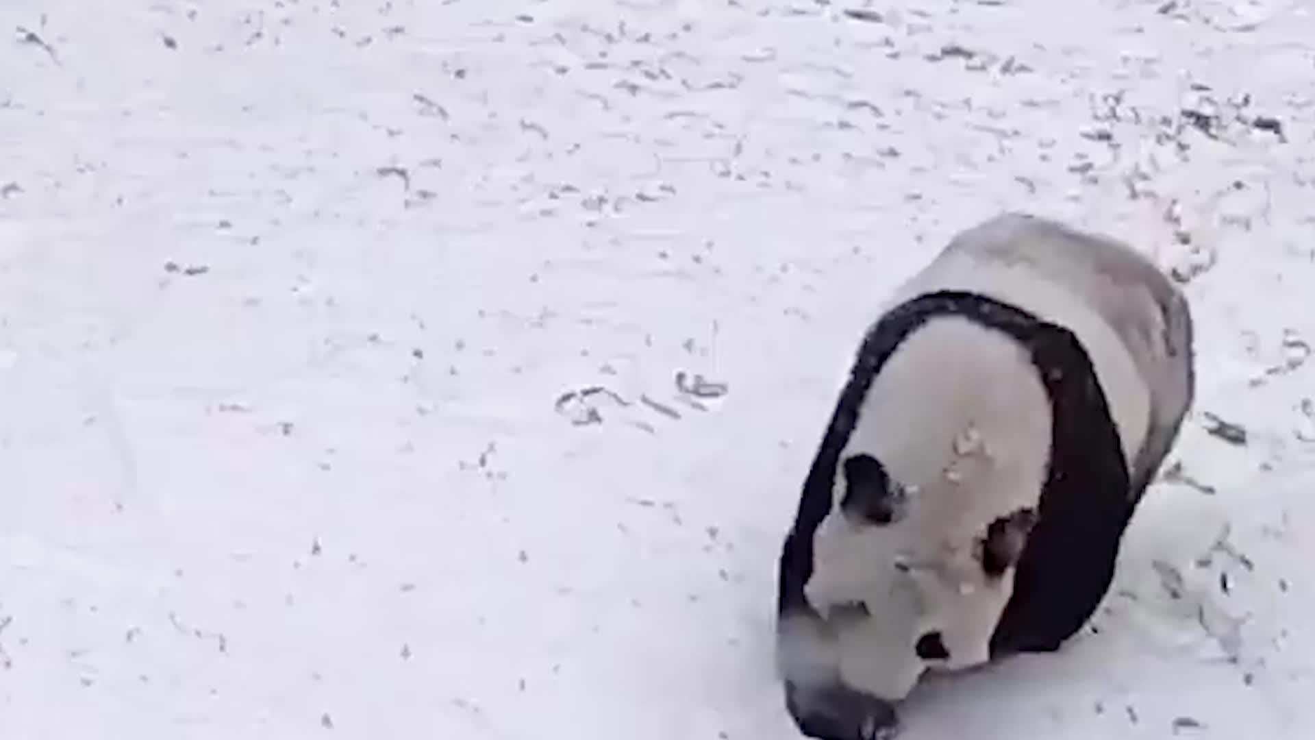 Overjoyed Pandas Can't Get Enough of D.C. Snow - Videos from The ...