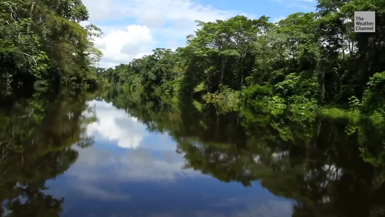 Amazon Now Actually Contributing to Climate Change - Videos from The ...