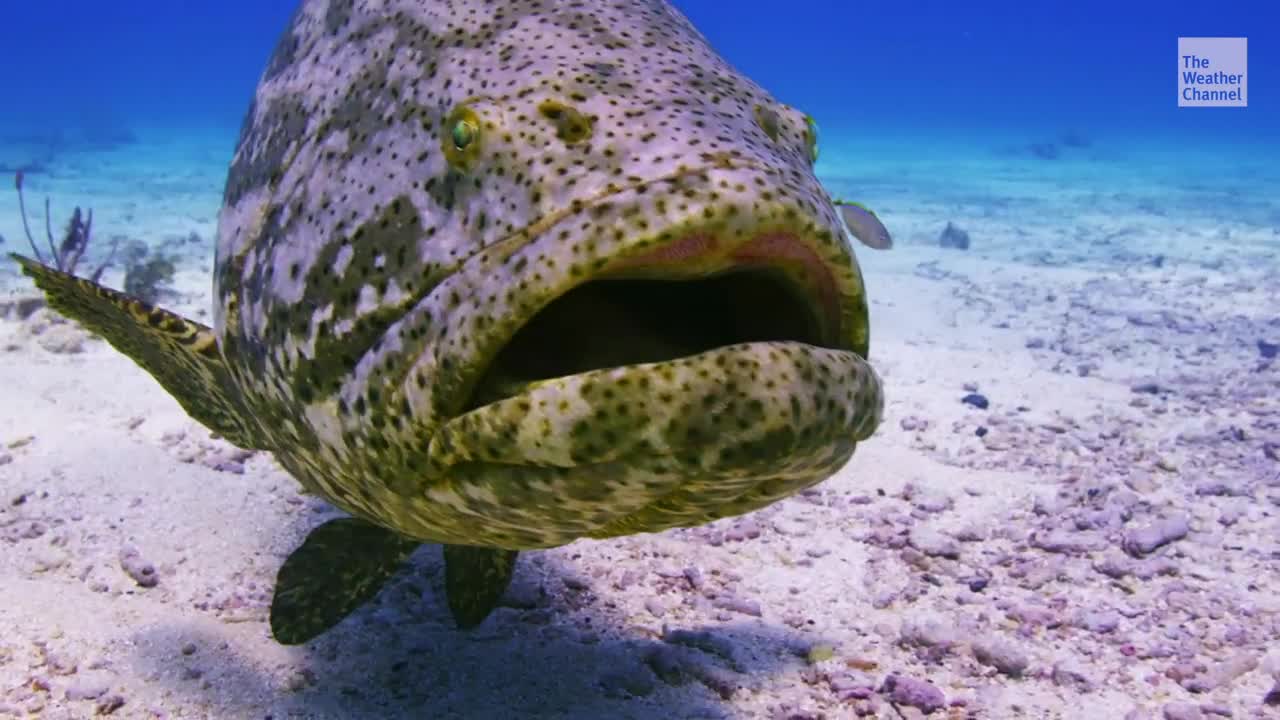 Once Nearly Extinct, Now Could Be Harvested Again - Videos from The ...