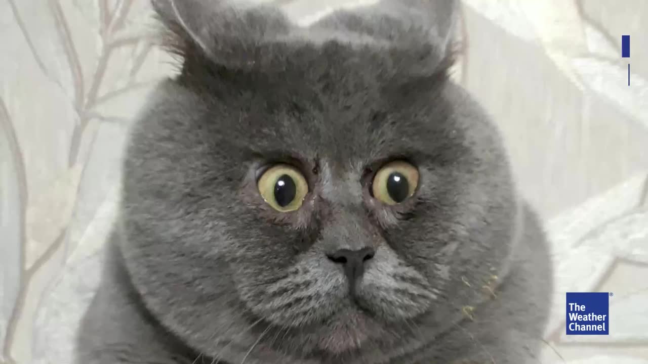 "Grumpy Cat" war gestern: Hier ist "Surprised Cat" - Videos from The ...