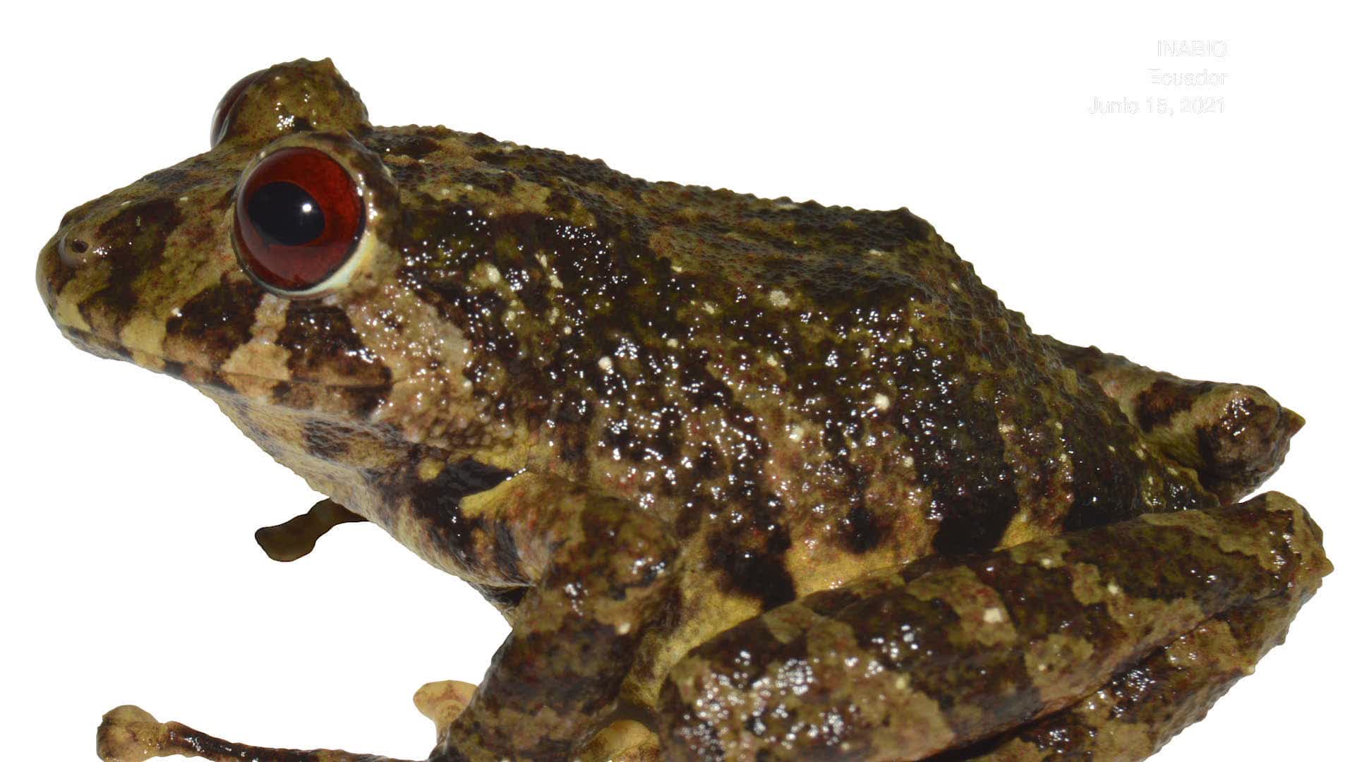 Rana Nombrada en Honor a Led Zeppelin - Videos de The Weather Channel