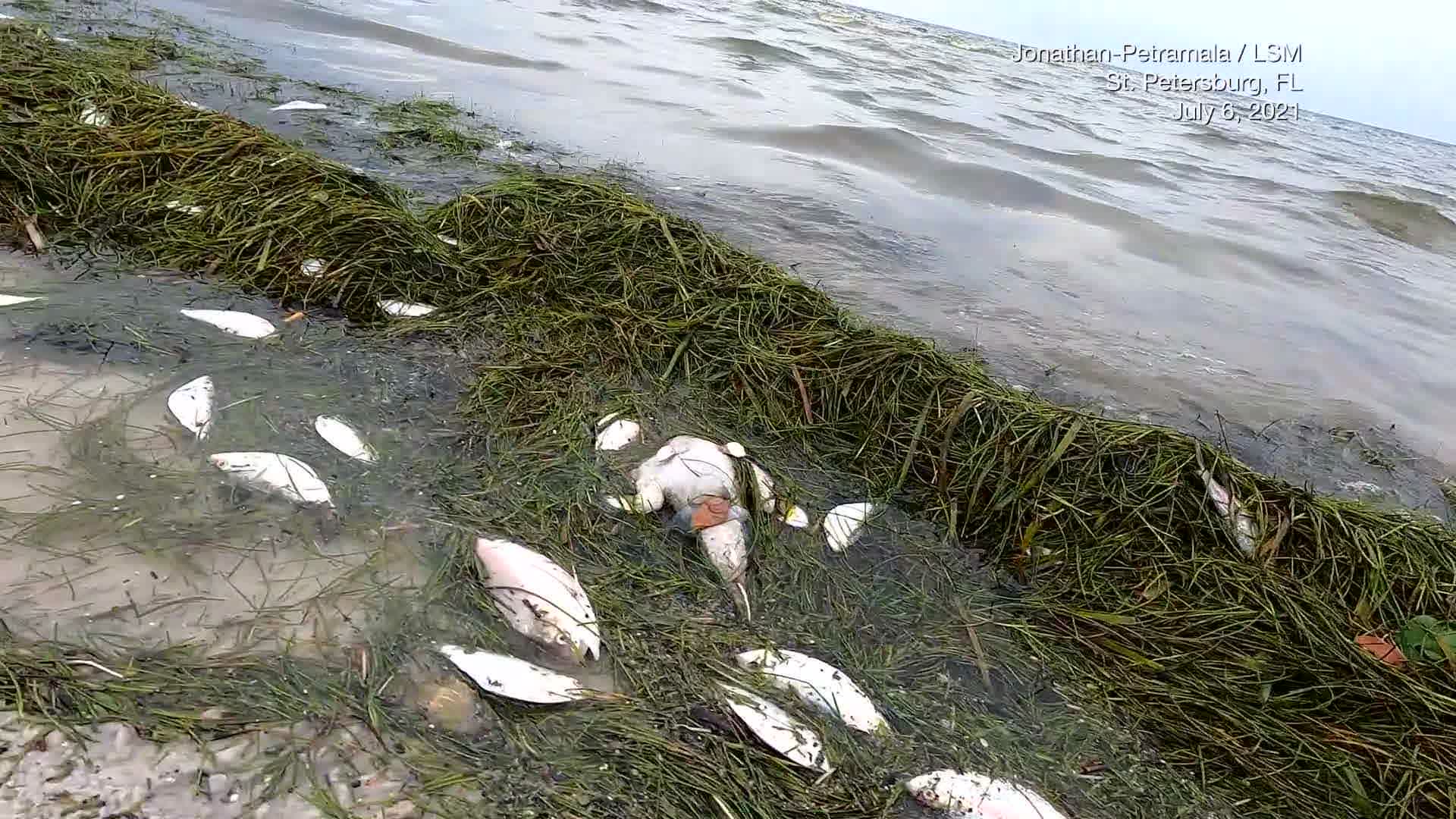 Ghastly Sight on Florida Beach in Elsa's Wake - Videos from The Weather ...