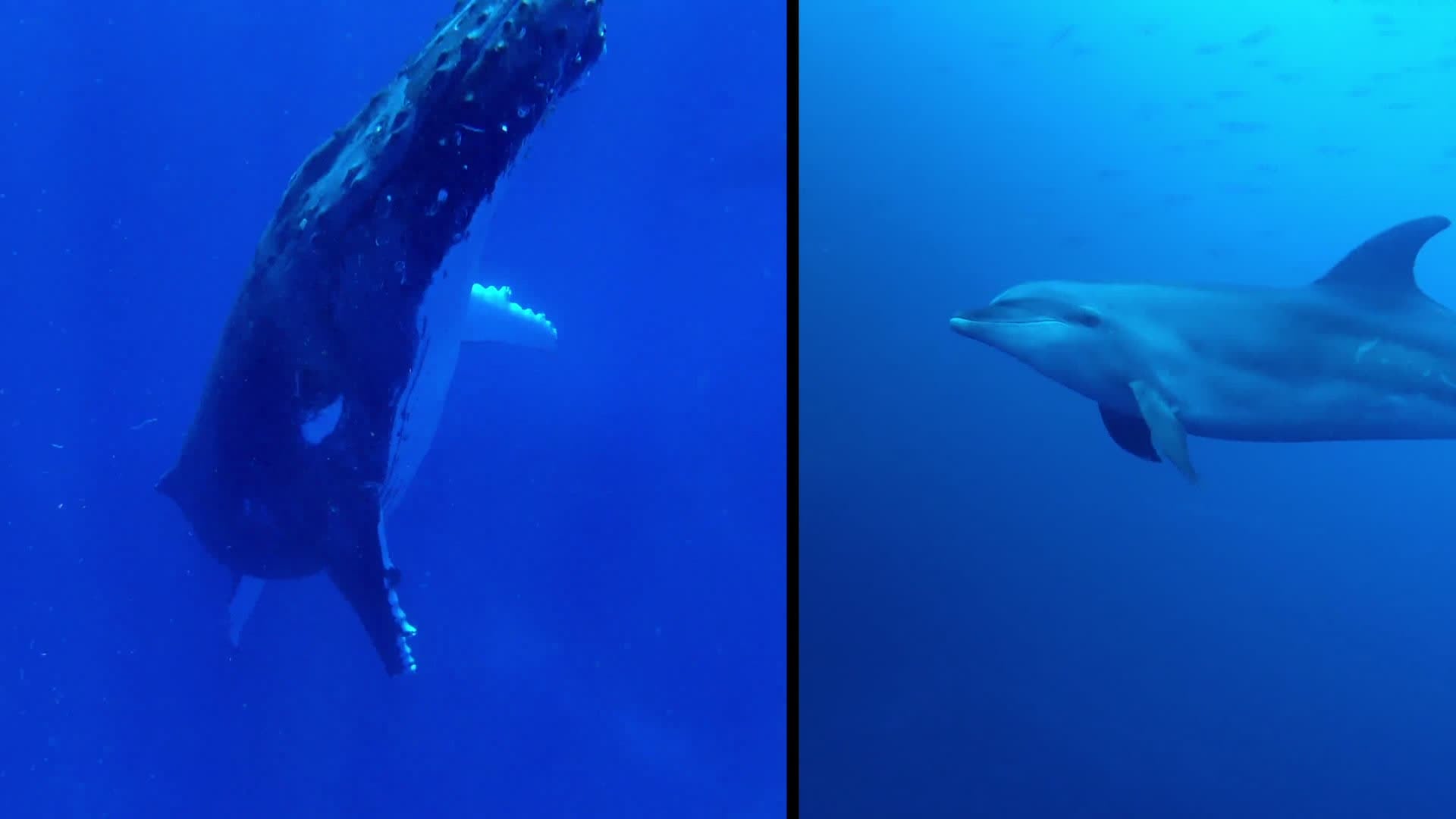 Deadly New Strain Is Killing Dolphins Around the World - Videos from ...