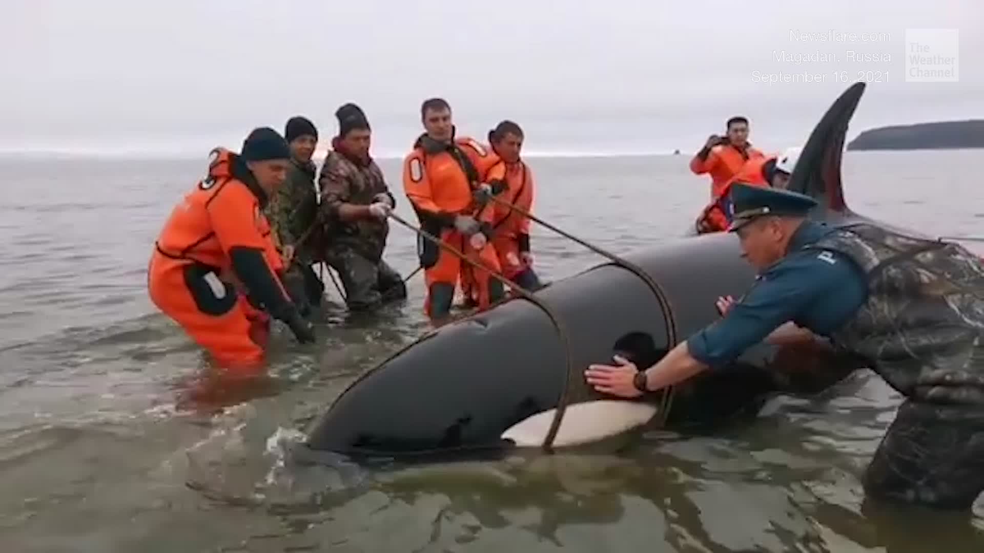 Baby Killer Whale Freed After Being Stranded for Hours - Videos from ...