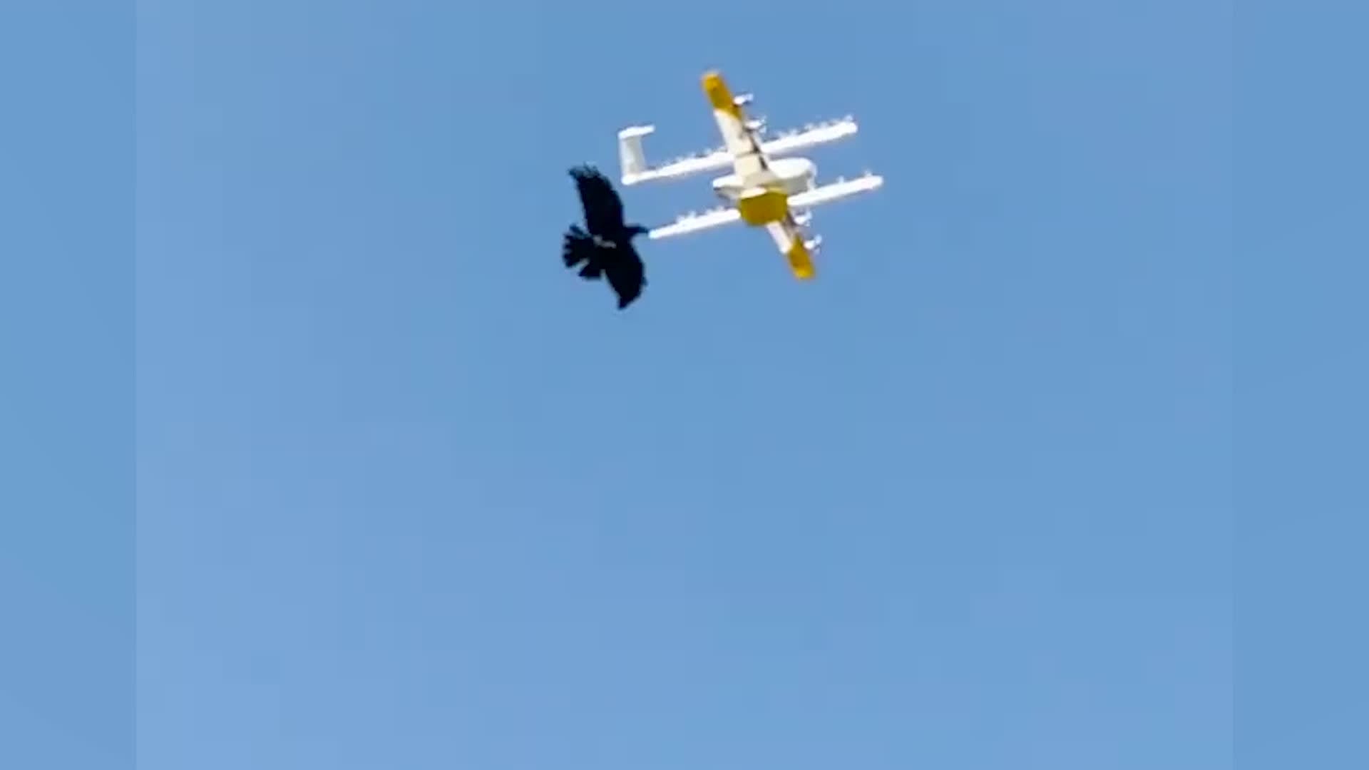 Raven Really Has It Out for This Drone - Videos from The Weather Channel