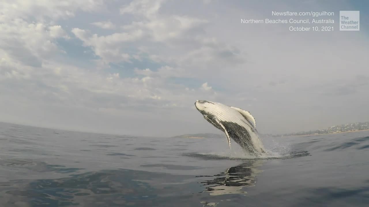 Watch Humpback Whale Breach Feet from Kayaker - Videos from The Weather ...