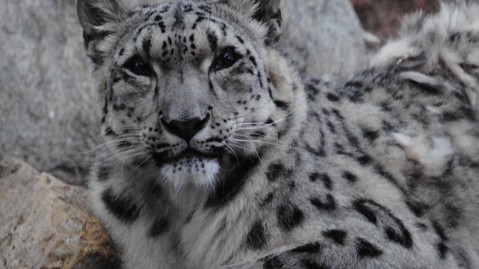 Snow Leopard Being Killed