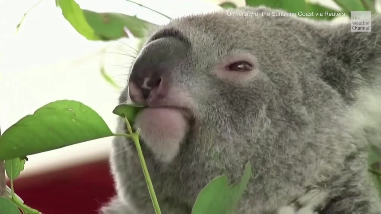 New Vaccine Could Bring Koalas Back from the Brink - Videos from The ...