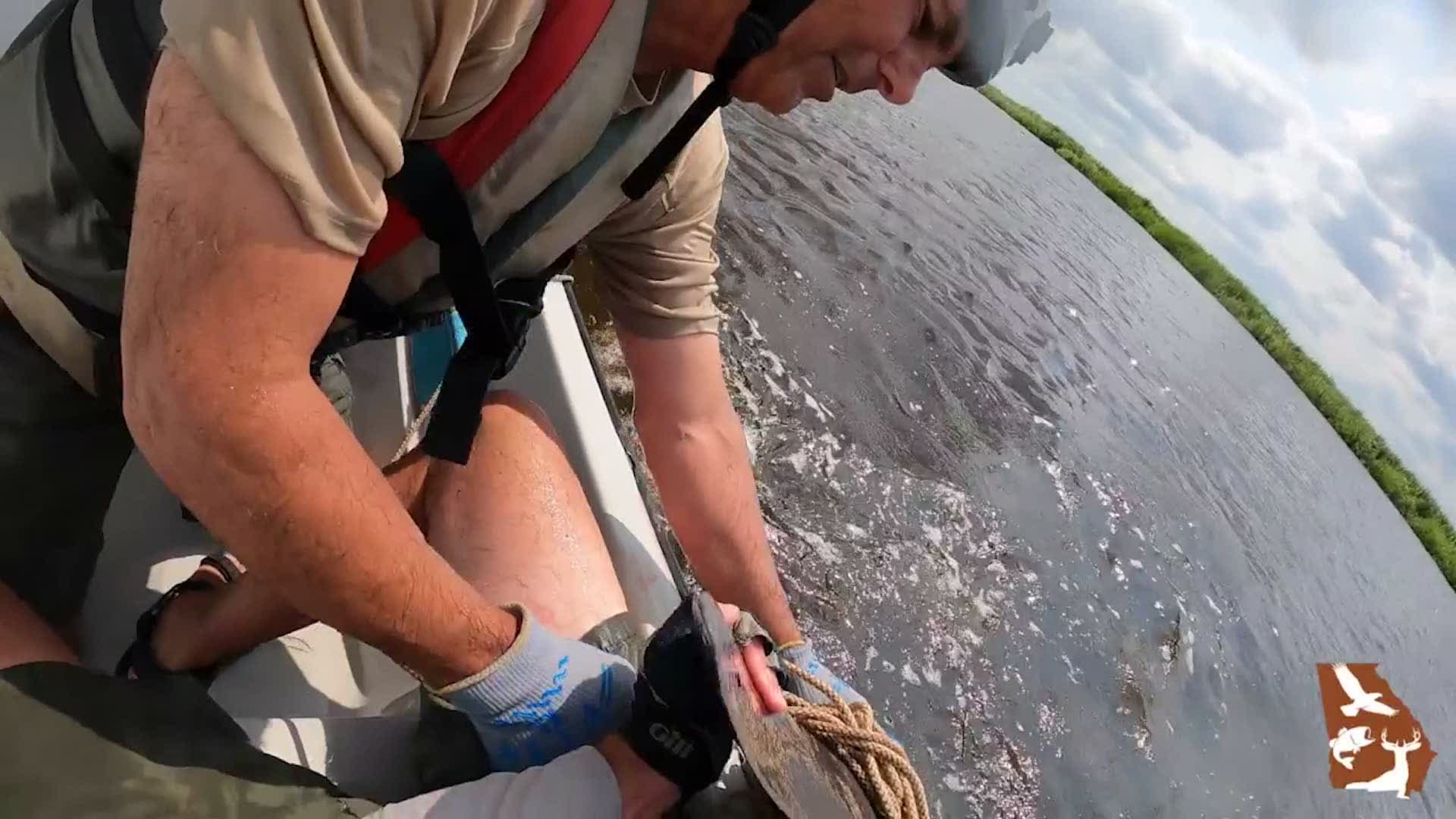Dolphin Entangled in 20 Feet of Rope Freed - Videos from The Weather ...