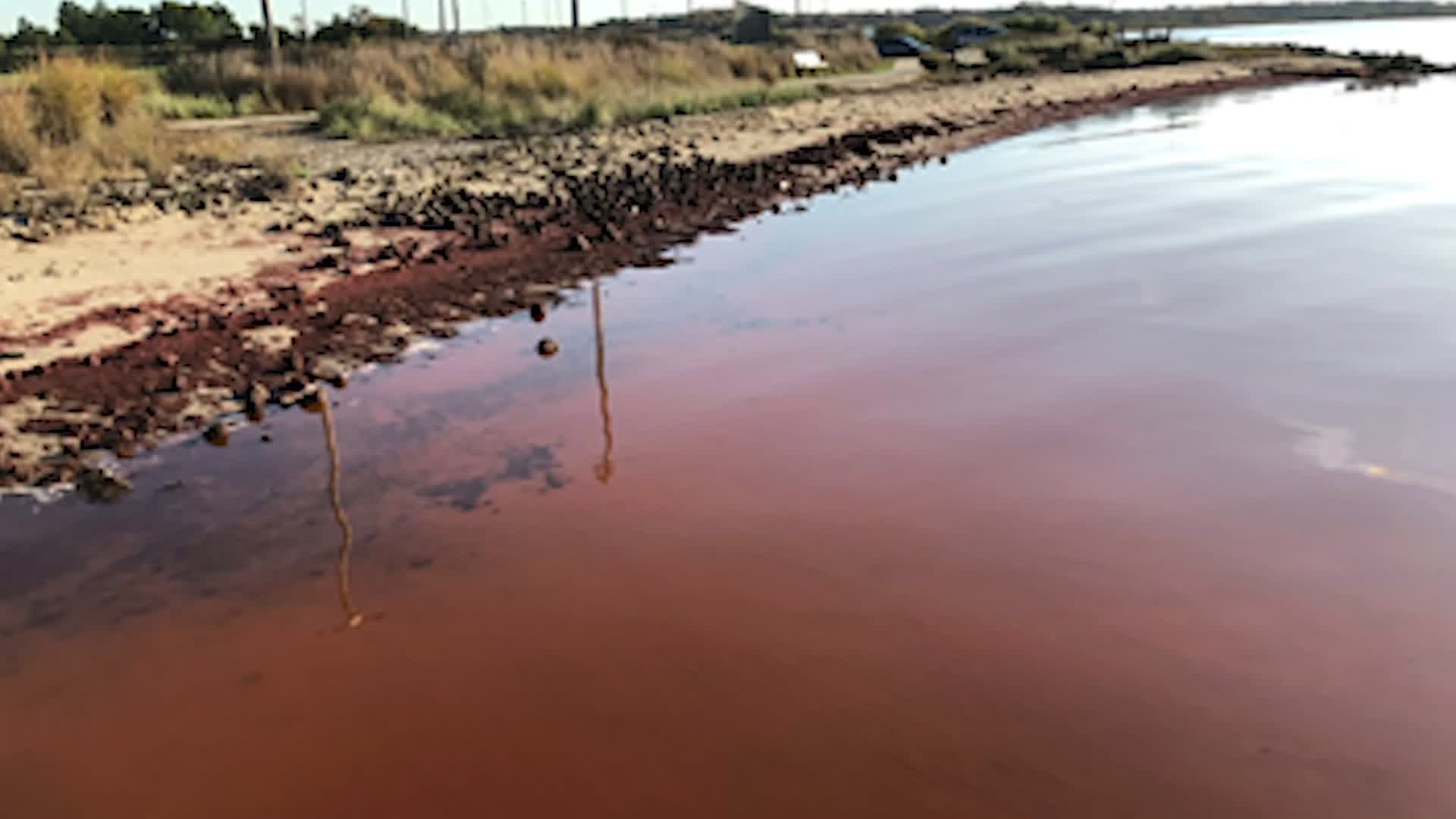 Smelly Seaweed Along NY Coast Could Be Toxic - Videos from The Weather ...