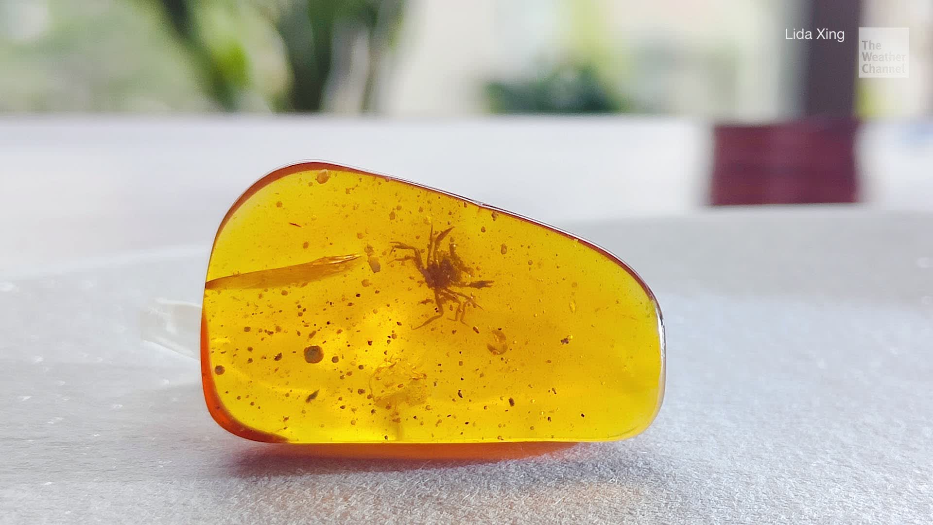 Creature Trapped in Amber for 100 Million Years - Videos from The ...