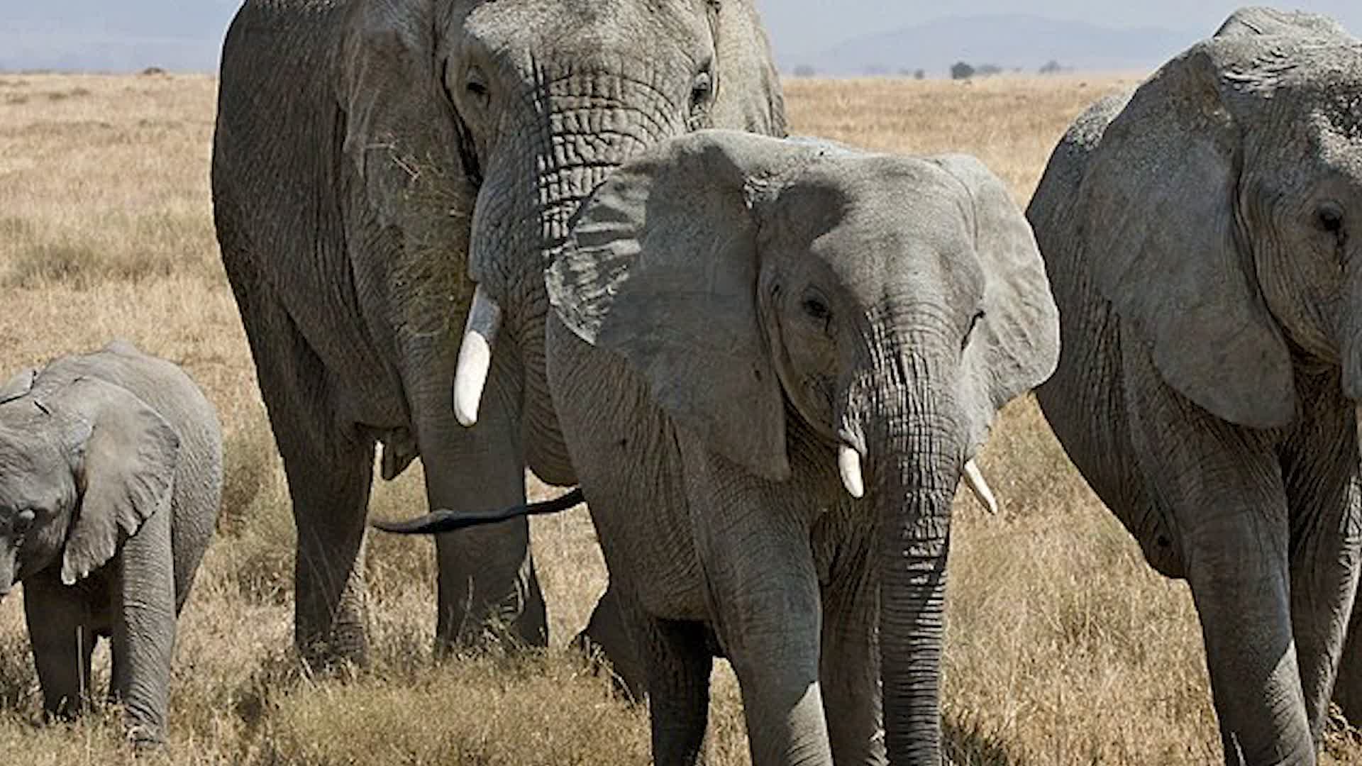 Poaching Creating Tuskless Elephants? - Videos from The Weather Channel