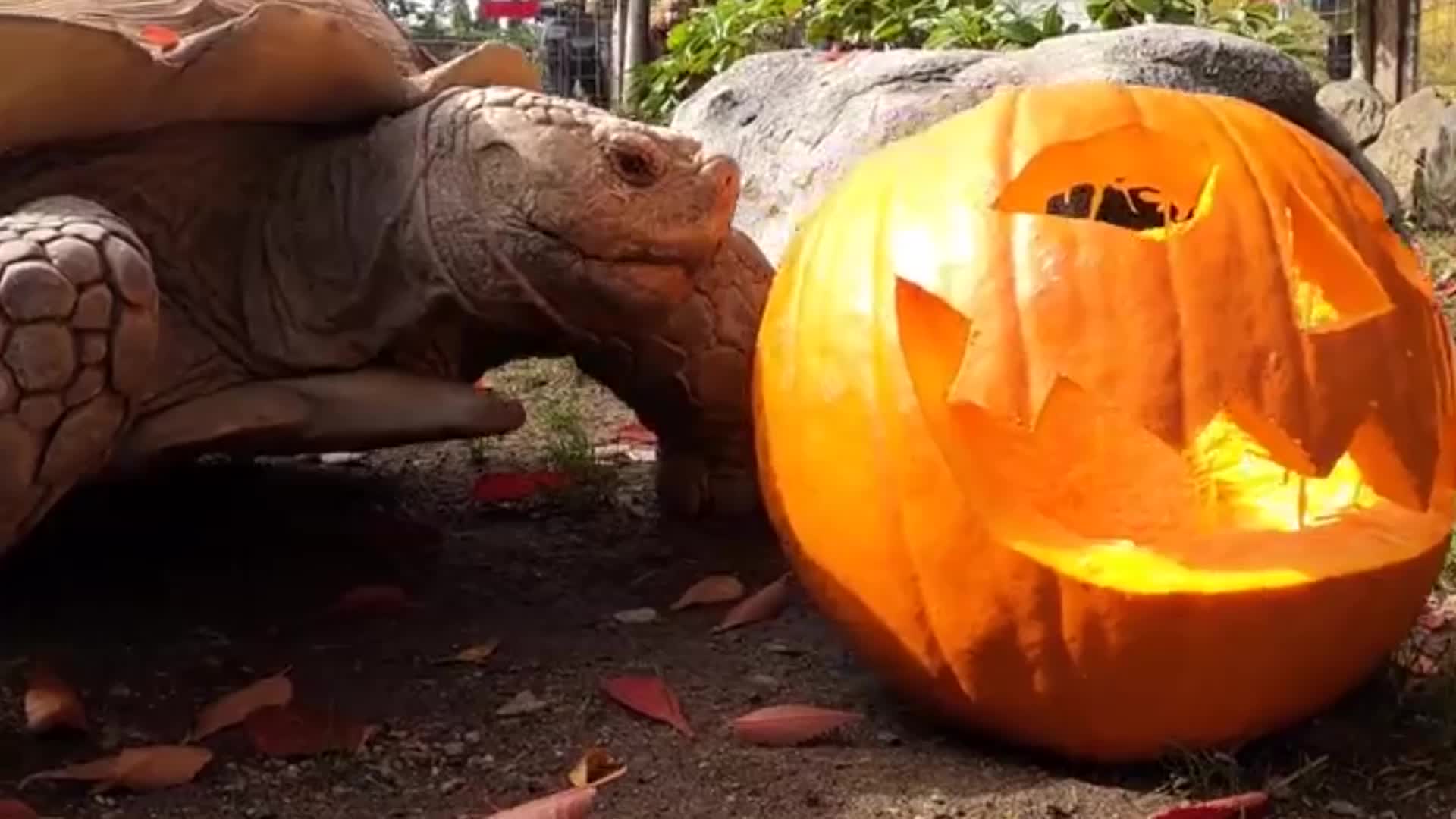 Pumpkin is a Tasty Treat for Tortoise - Videos from The Weather Channel