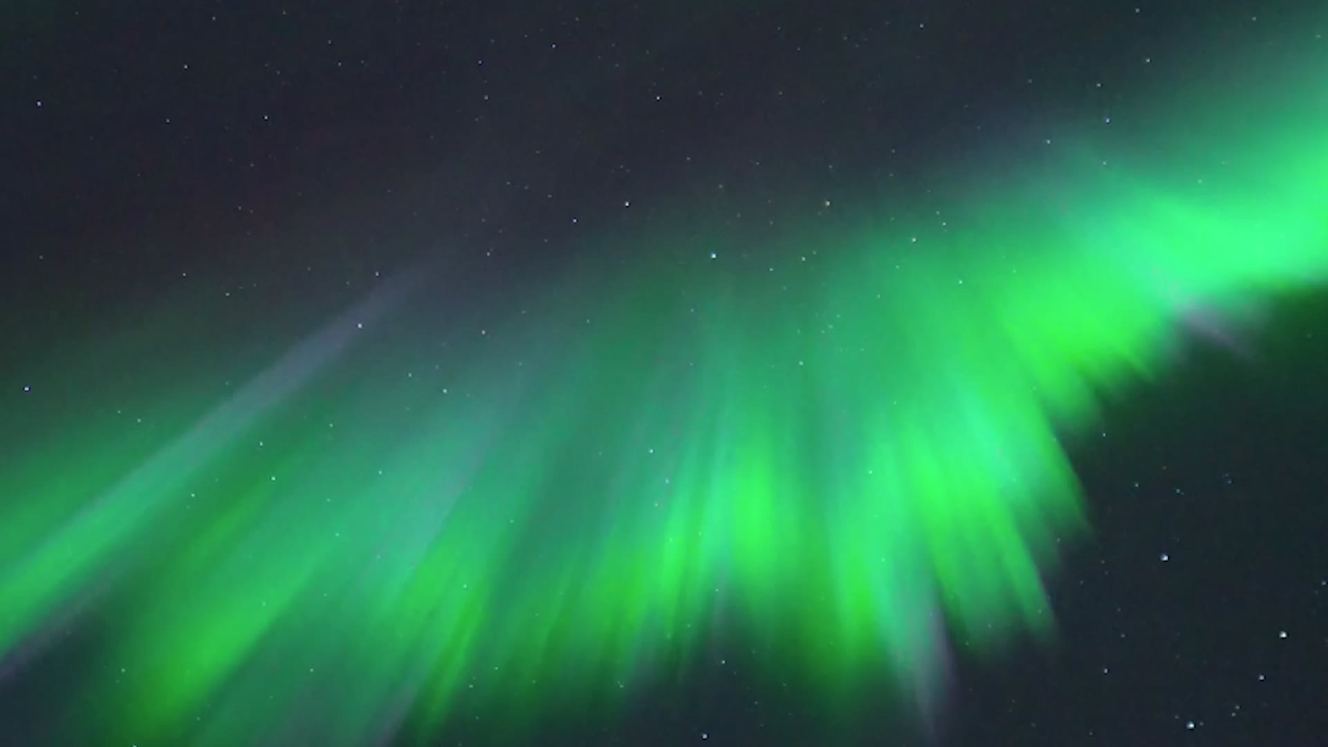 Wild ‘Clapping’ Seal Captured on Camera for First Time - Videos from ...