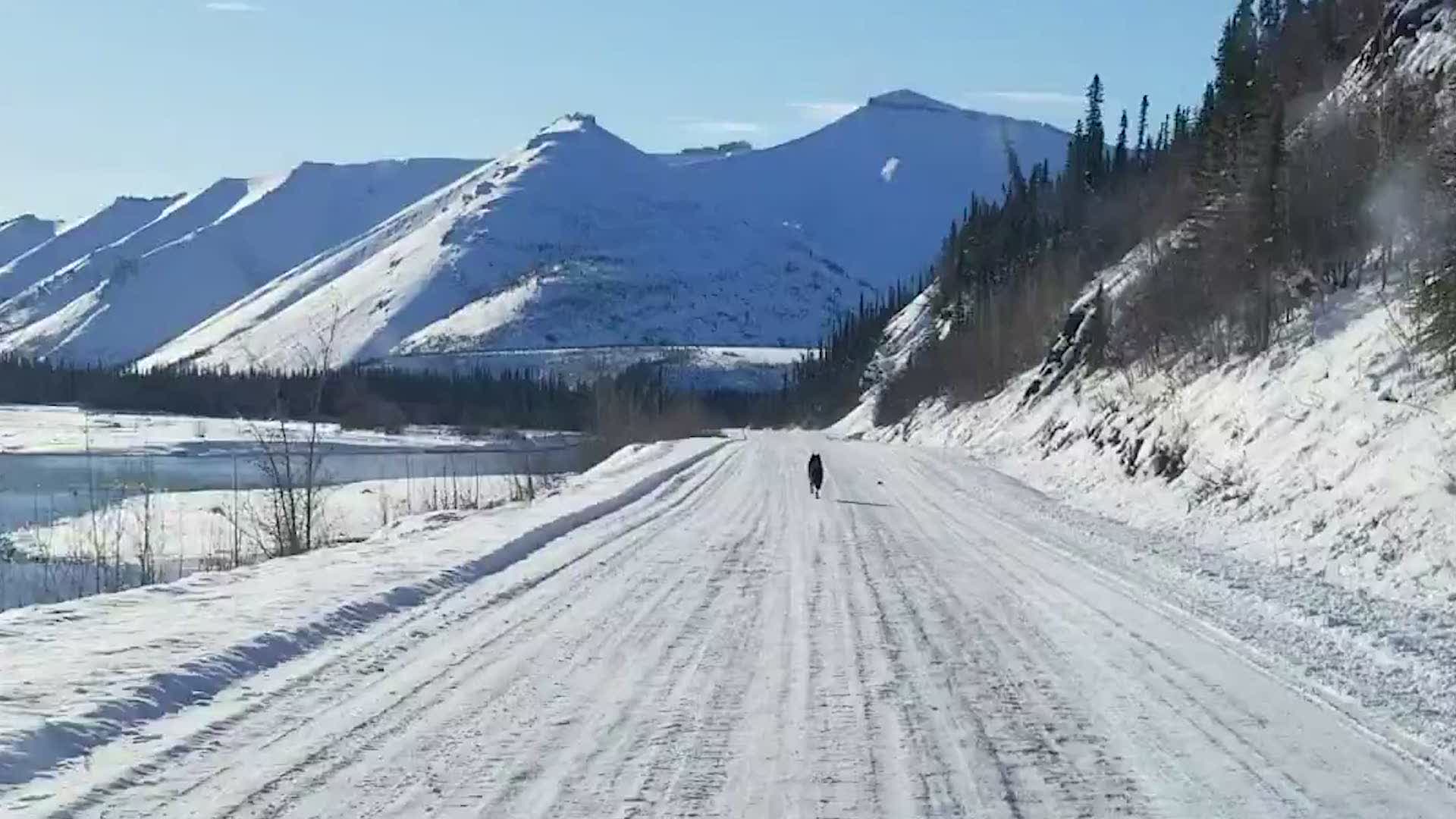 Watch: Wolf Faster Than Car - Videos from The Weather Channel