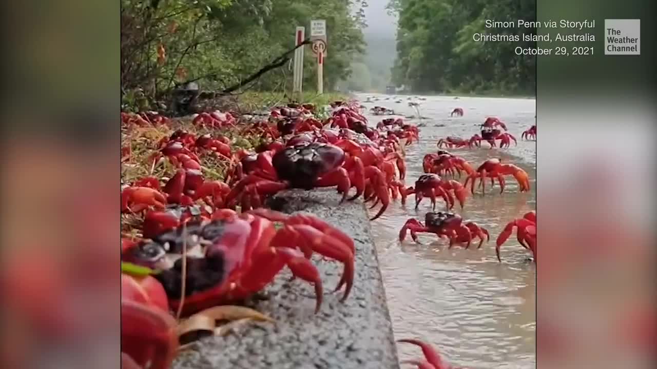 Why Are Millions of Crabs Crawling Across This Island? - Videos from ...