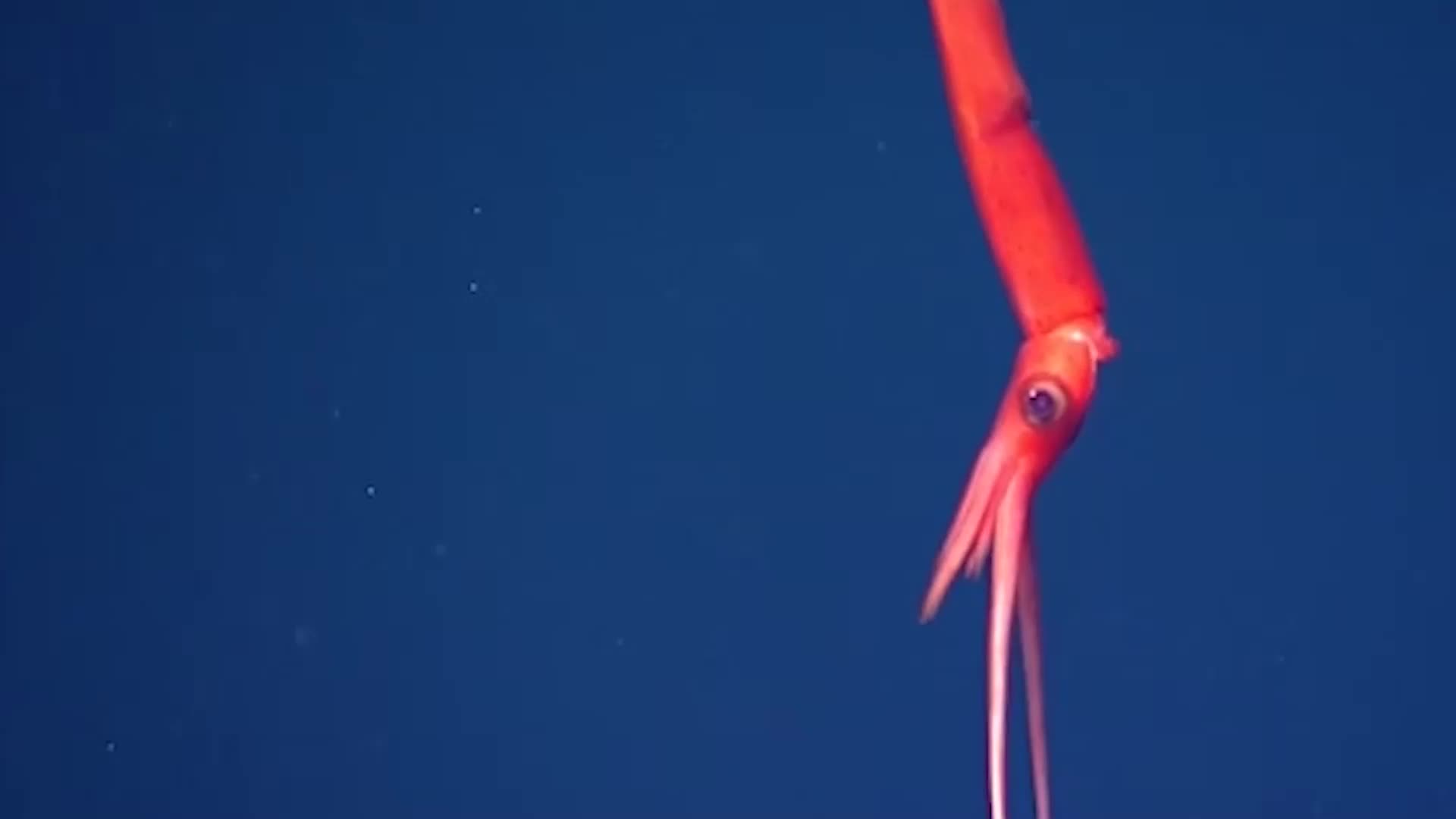 Beautiful, Bizarre Squid Spotted at 3,000 Feet Off Florida - Videos ...