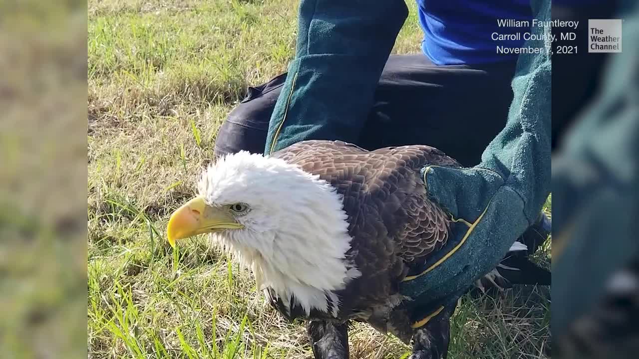 Rescuers Race to Save Four Sick Bald Eagles - Videos from The Weather ...