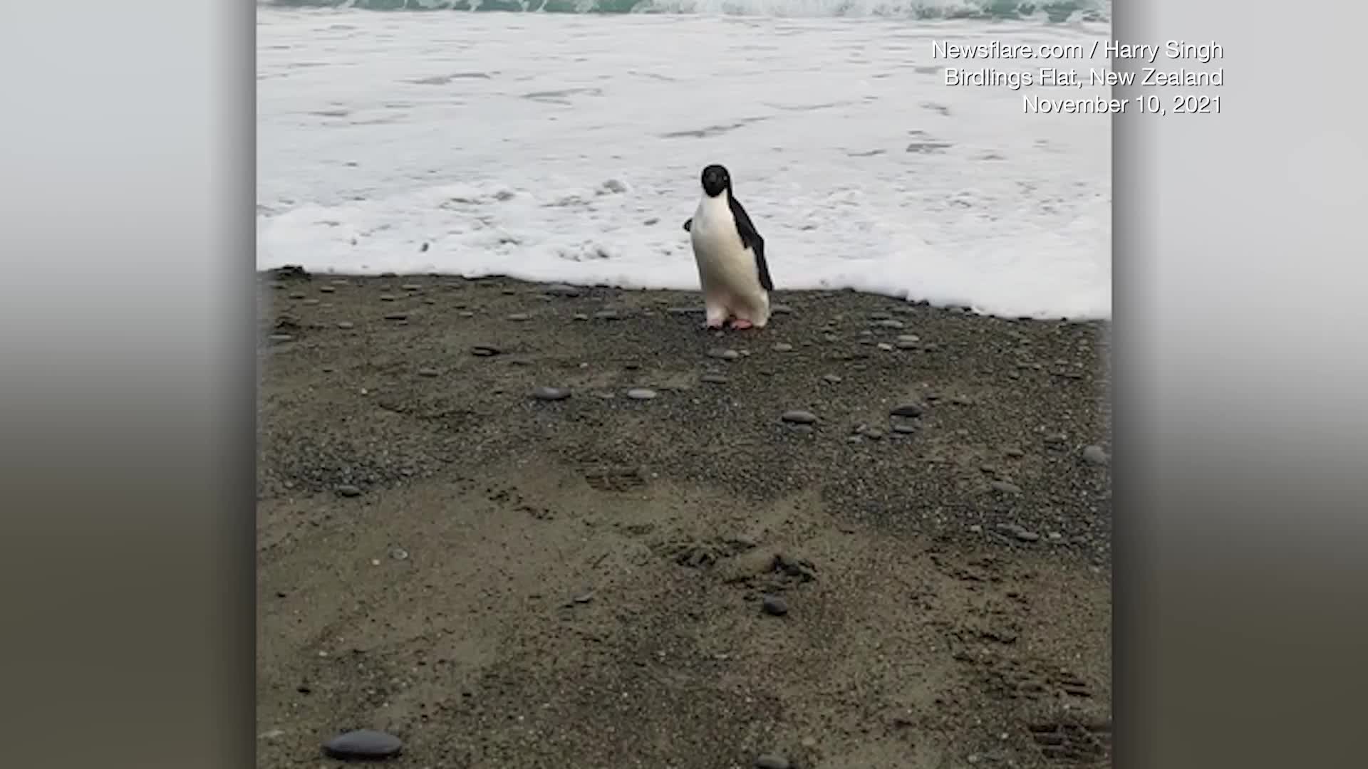 Antarctic Penguin Found Far From Home - Videos from The Weather Channel