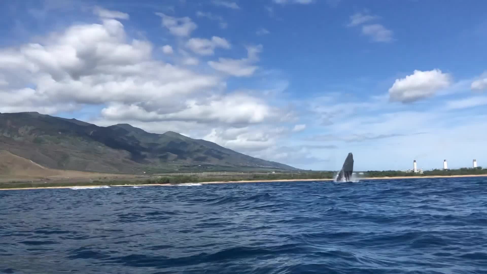 Hilarious Humpback Whale Encounter - Videos from The Weather Channel