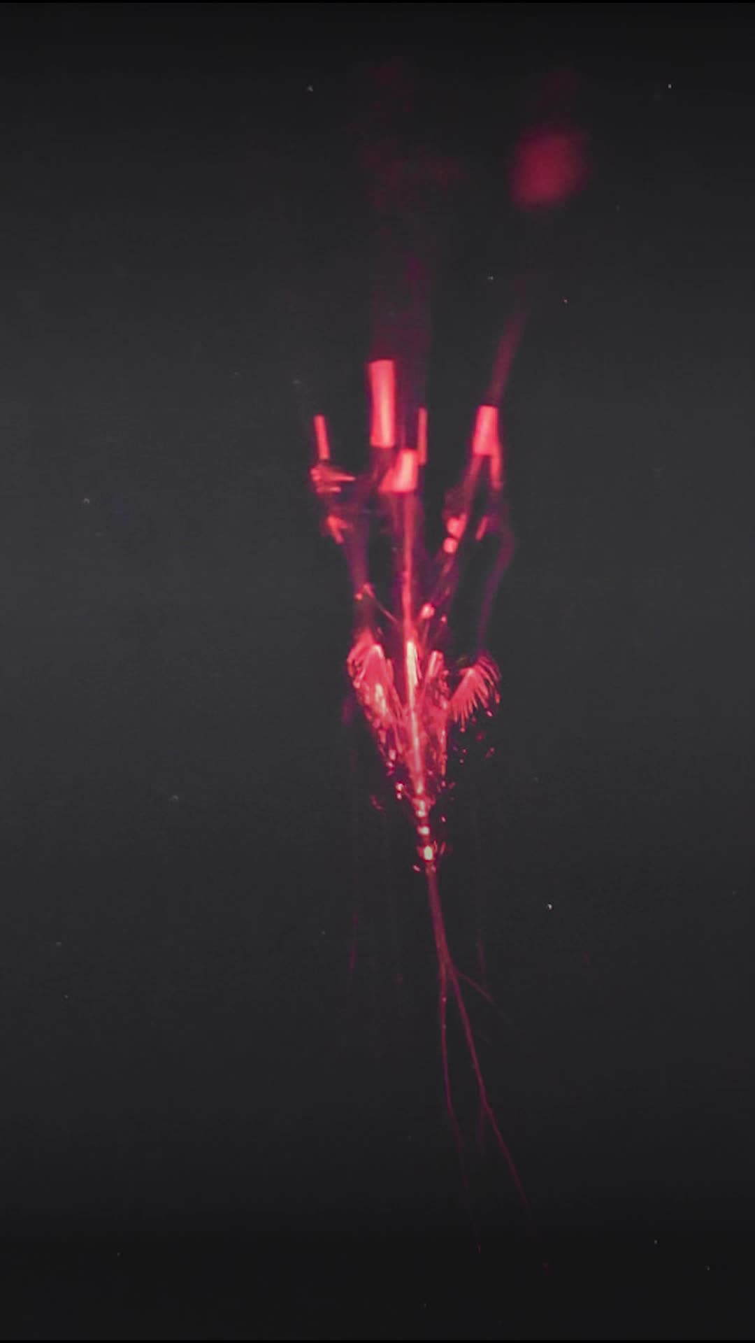 1123_Red_Sprite_Images_National - Videos from The Weather Channel