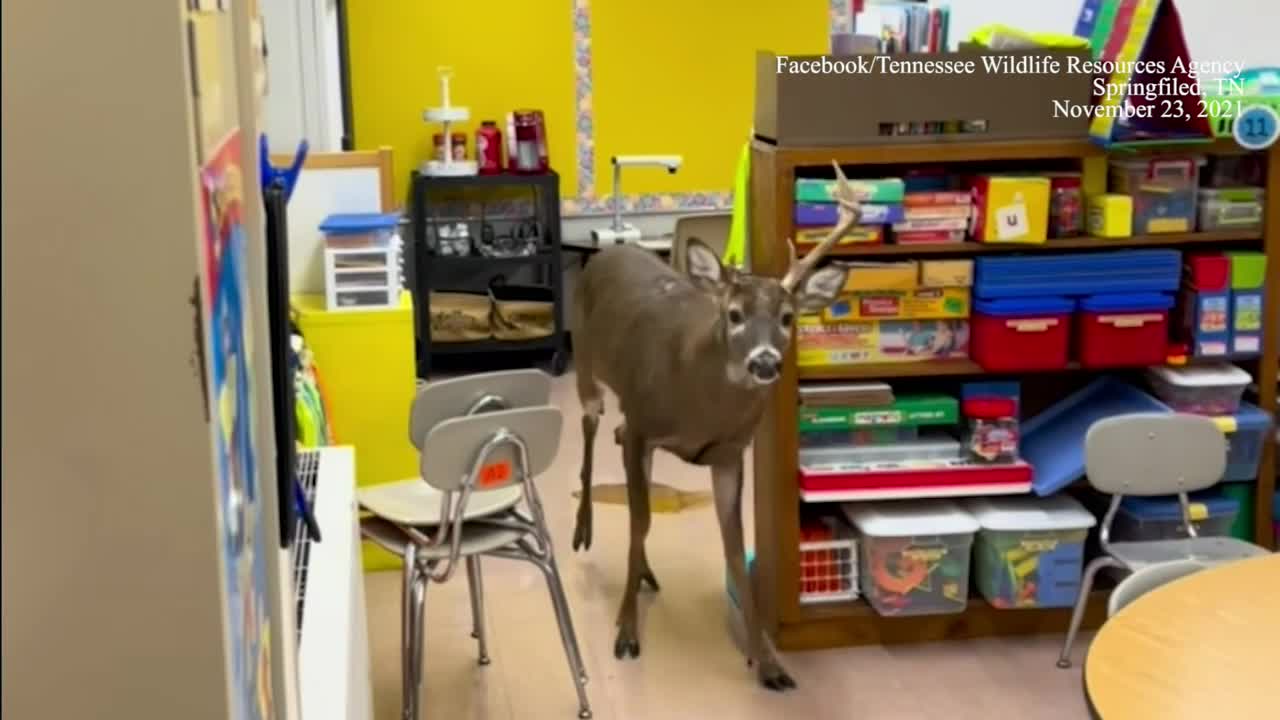 Oh Deer! Buck Pays Surprise Visit to a Tennessee Classroom - Videos ...