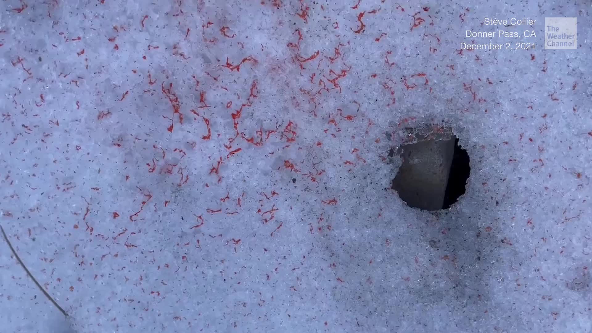 Red 'Watermelon Snow' Is a Bad Sign - Videos from The Weather Channel