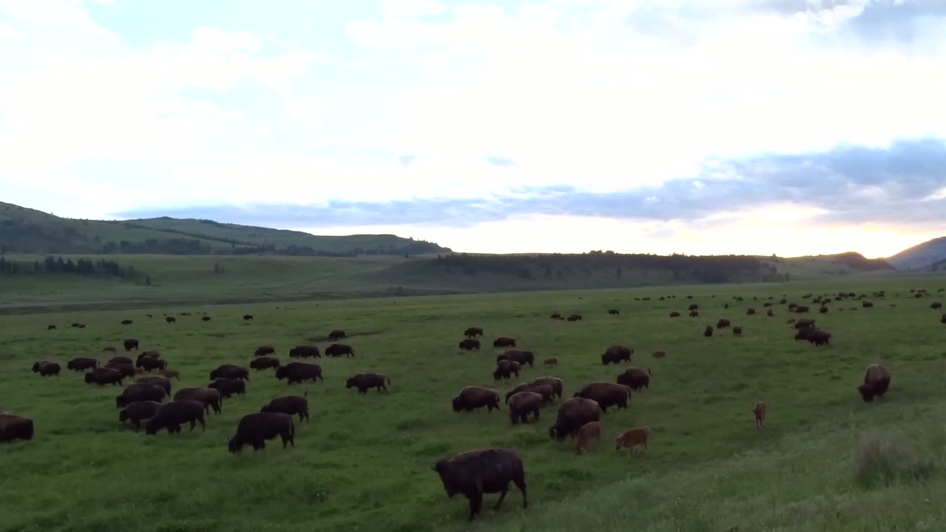Yellowstone to Cull 900 Bison - Videos from The Weather Channel