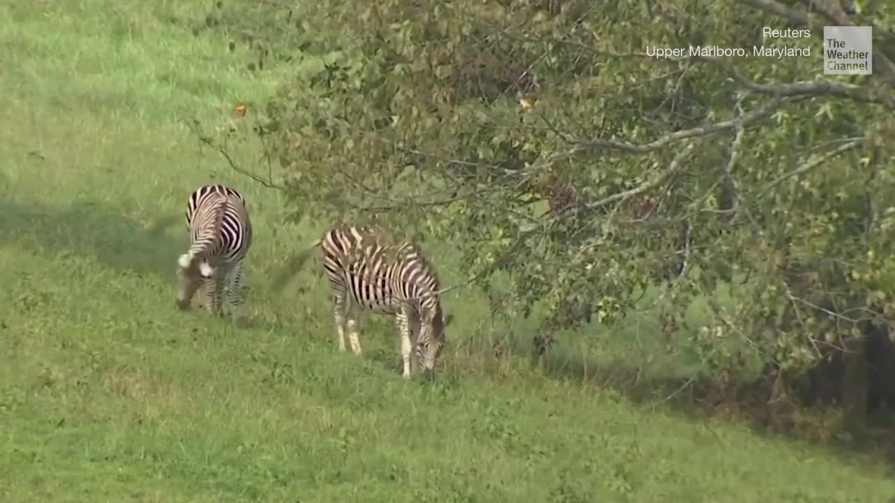 Famous Free-Roaming Zebras Returned to Maryland Farm - Videos from The ...