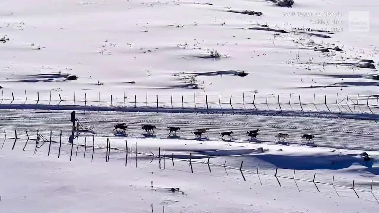 Utah Sled Dogs Dash Through the Snow in Style - Videos from The Weather ...